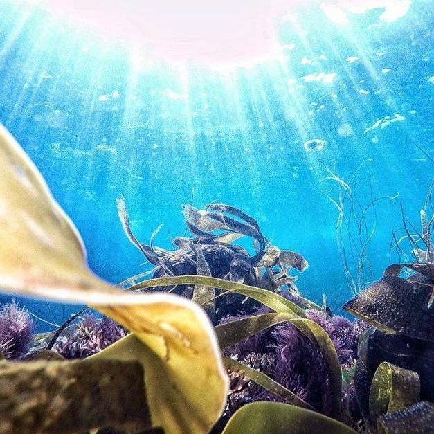 34314158_188491298475241_4147407630052098048_n - Faded Spring